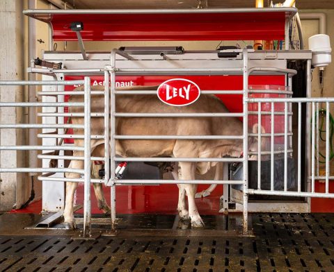 Robotic Milking Lely Astronaut A5 Milking Robot