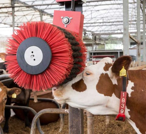 Lely Luna Cow brush - optimised health & productivity